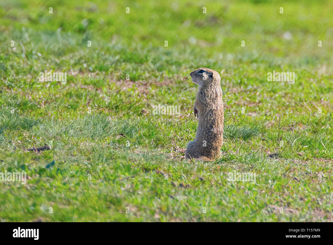 European ground squirrel, Souslik (Spermophilus citellus) natural ...