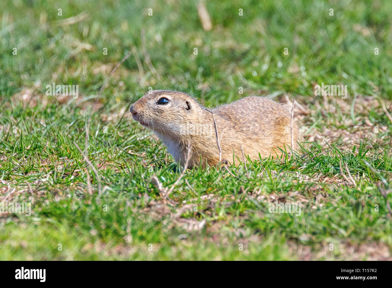 European ground squirrel, Souslik (Spermophilus citellus) natural ...