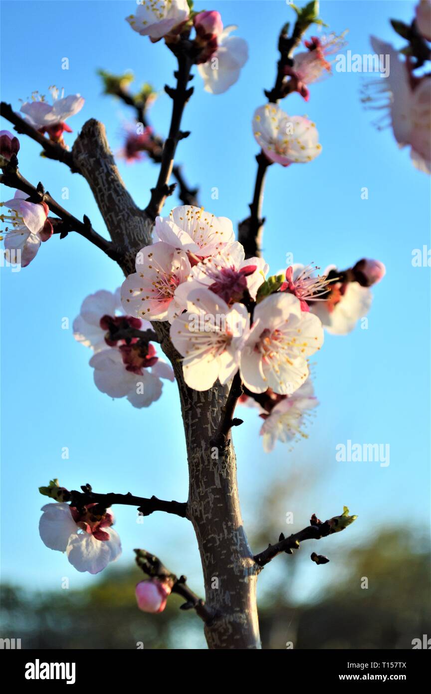 peach tree plant nature park forest Stock Photo - Alamy