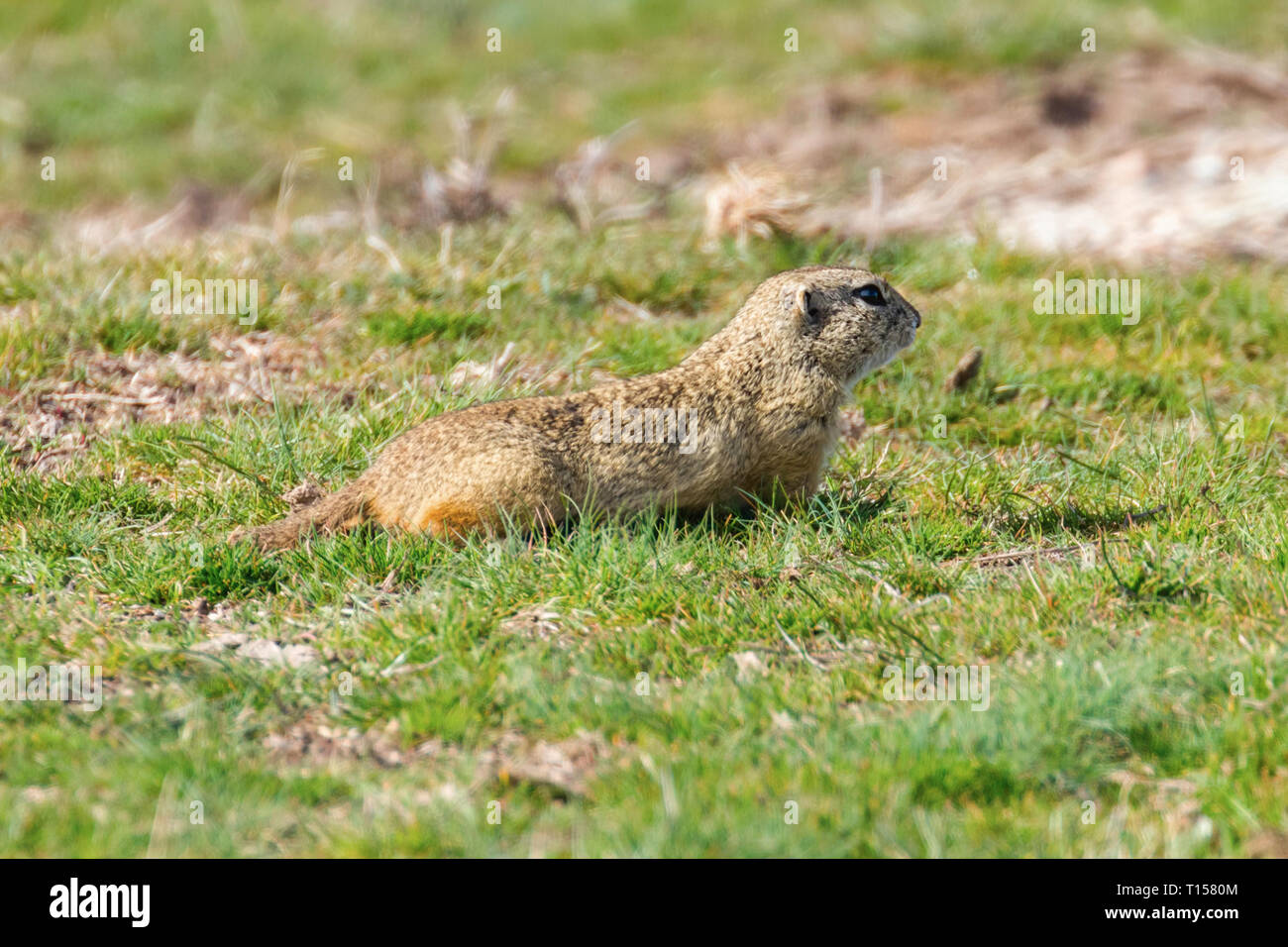 European ground squirrel, Souslik (Spermophilus citellus) natural ...