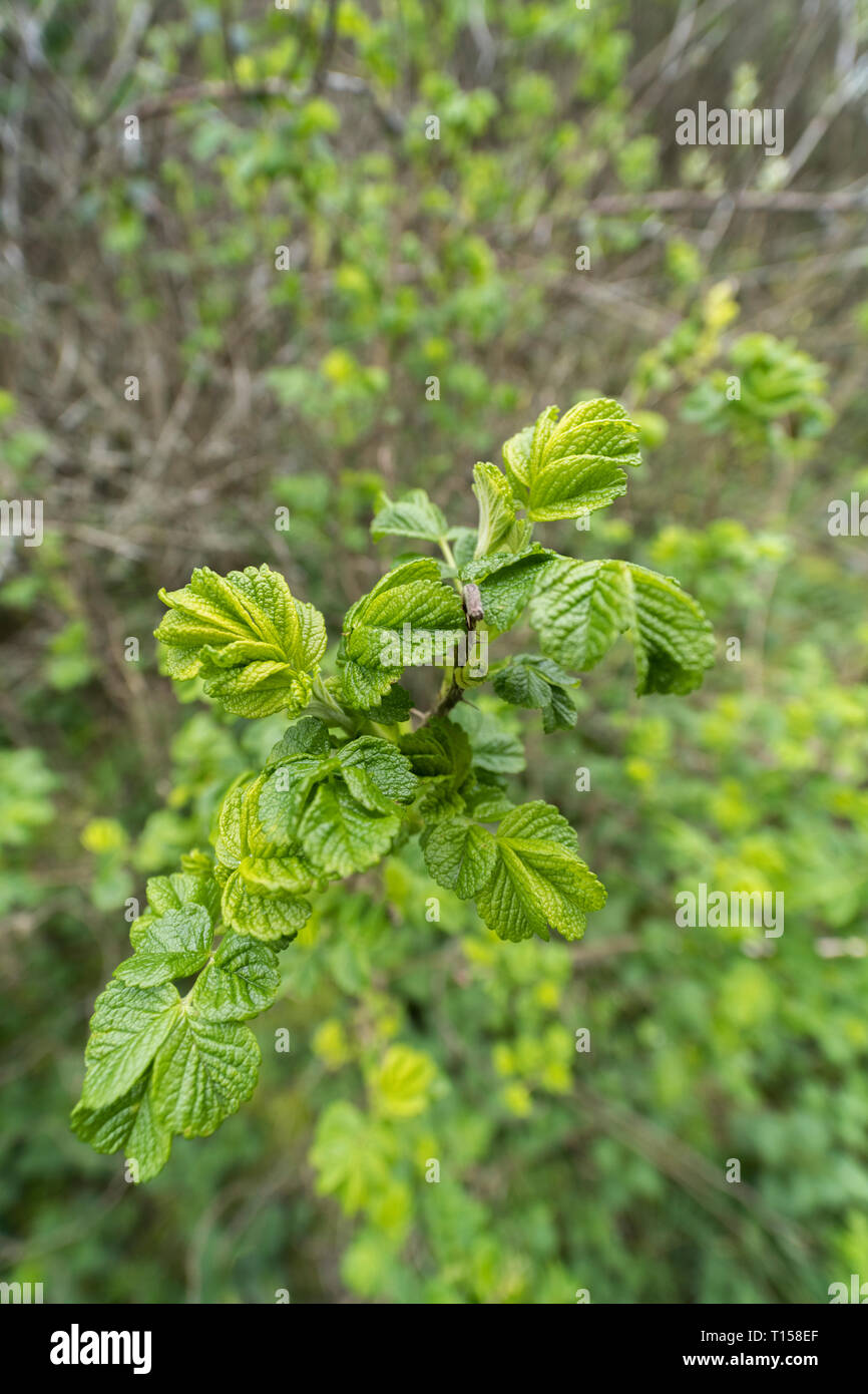 Japanese rose young leaves hi-res stock photography and images - Alamy