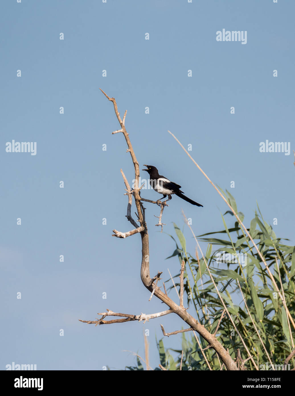 The Eurasian magpie or common magpie Pica pica / P. p. bactriana ...