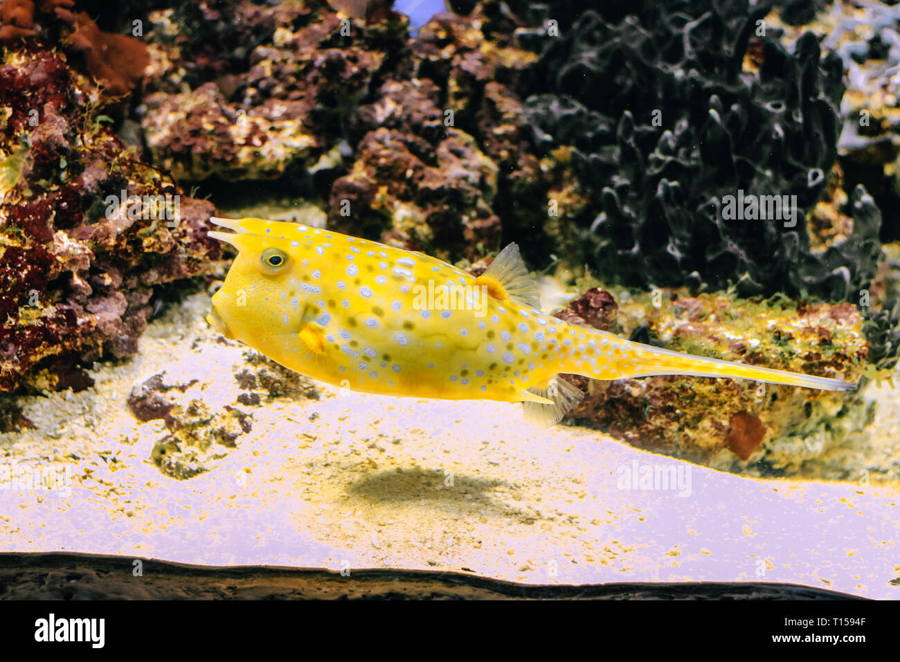 Yellow Lactoria cornuta closeup in the aquarium background Stock Photo ...