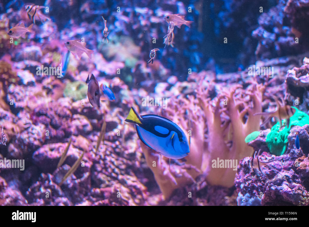Dory fish closeup with another different fishes closeup in the aquarium ...