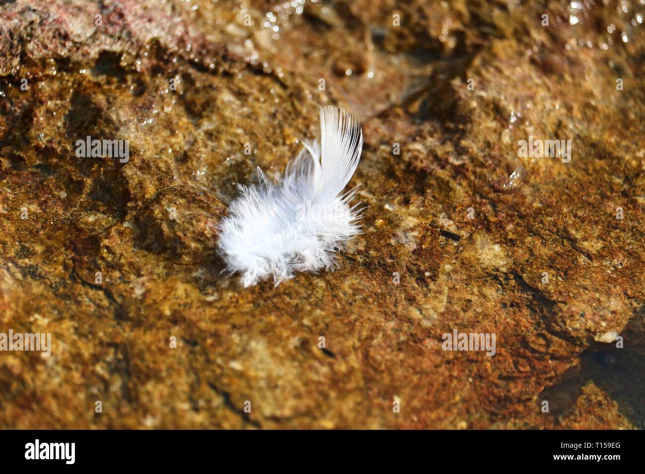 Feather in the water Stock Photo - Alamy