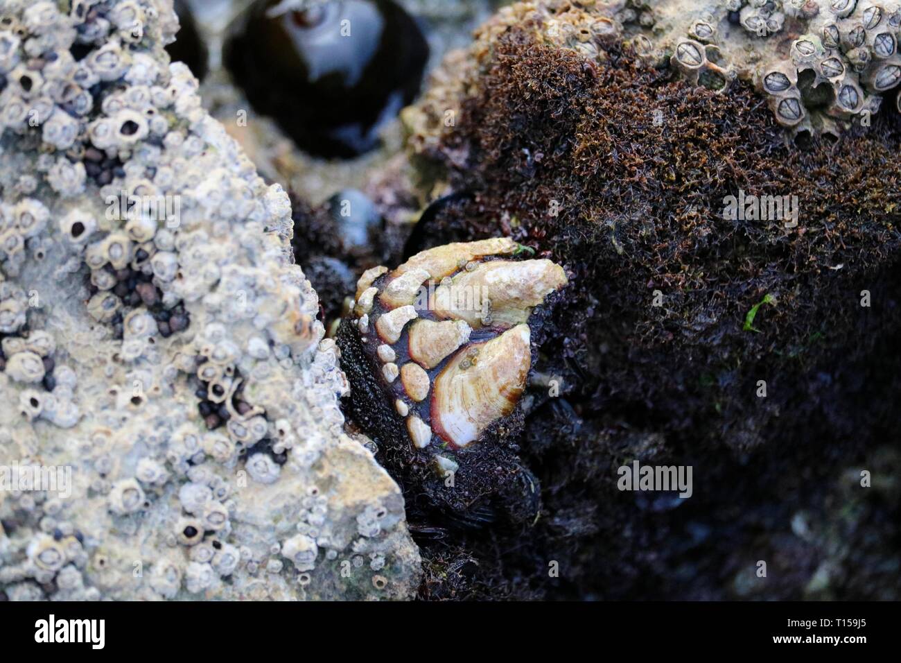 Water formation on seashell hi-res stock photography and images - Alamy
