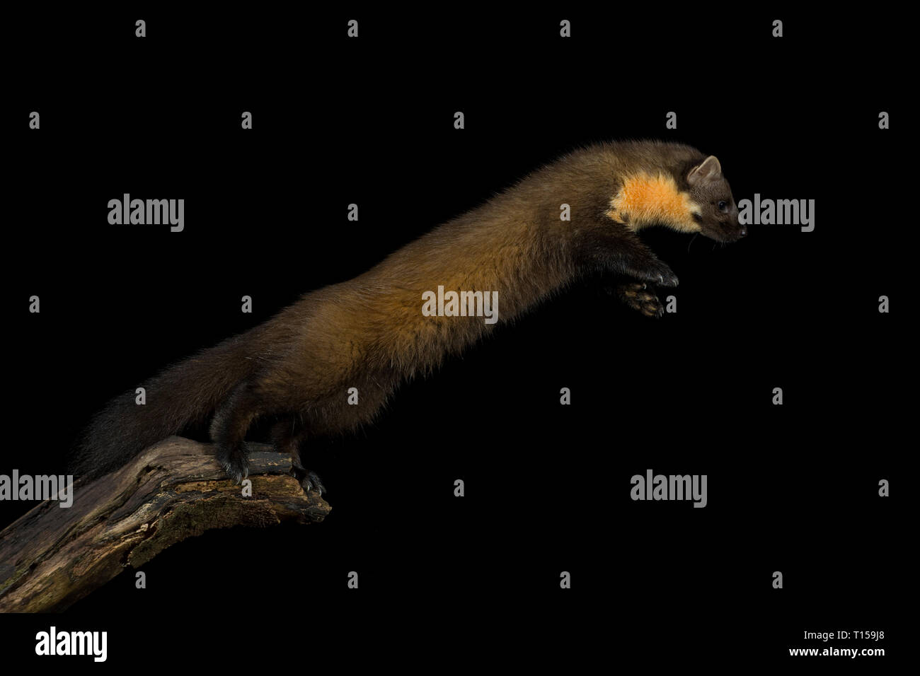 Jumping pine marten at night Stock Photo - Alamy