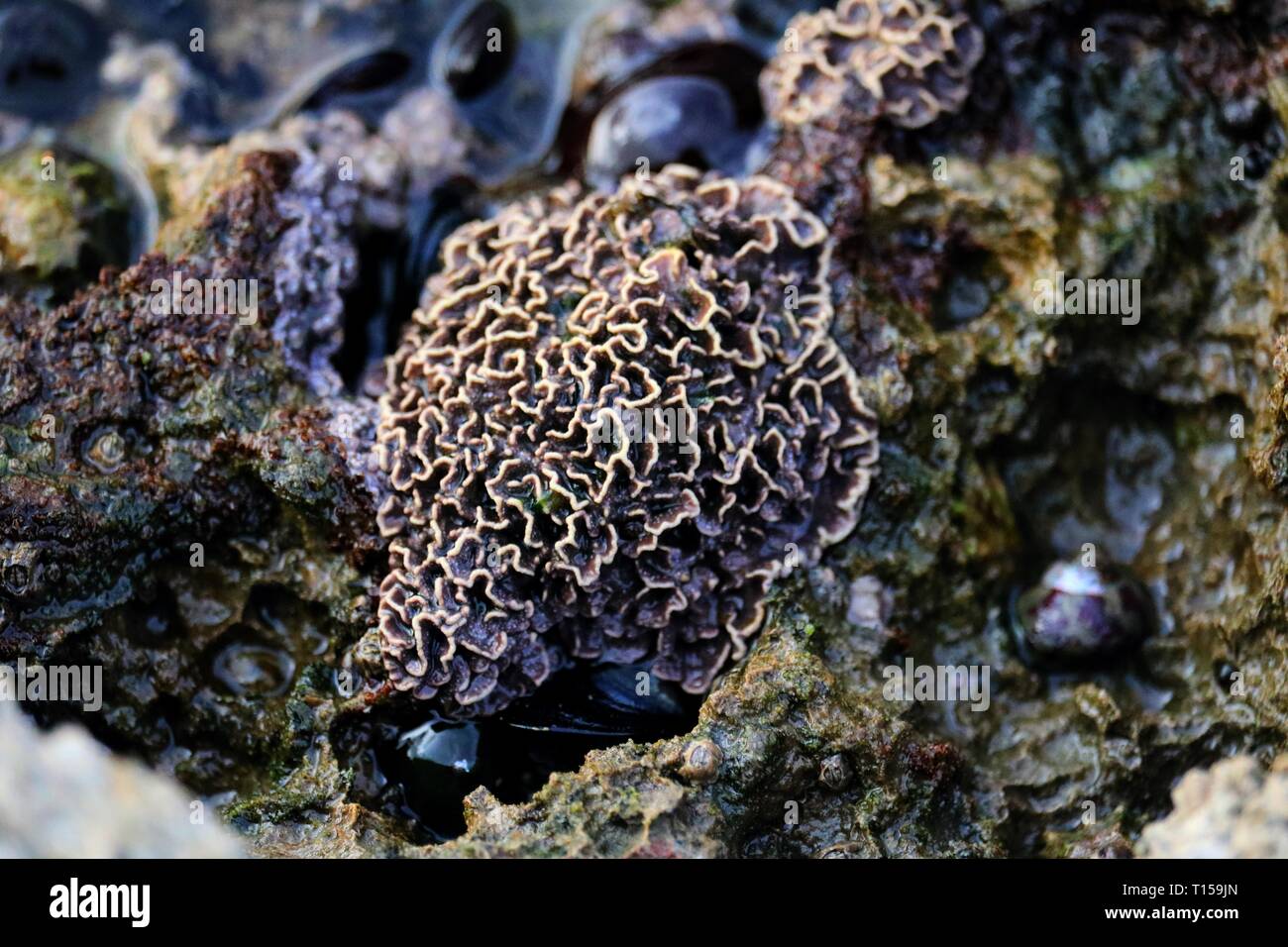 Shells and sea life on the beach Stock Photo - Alamy