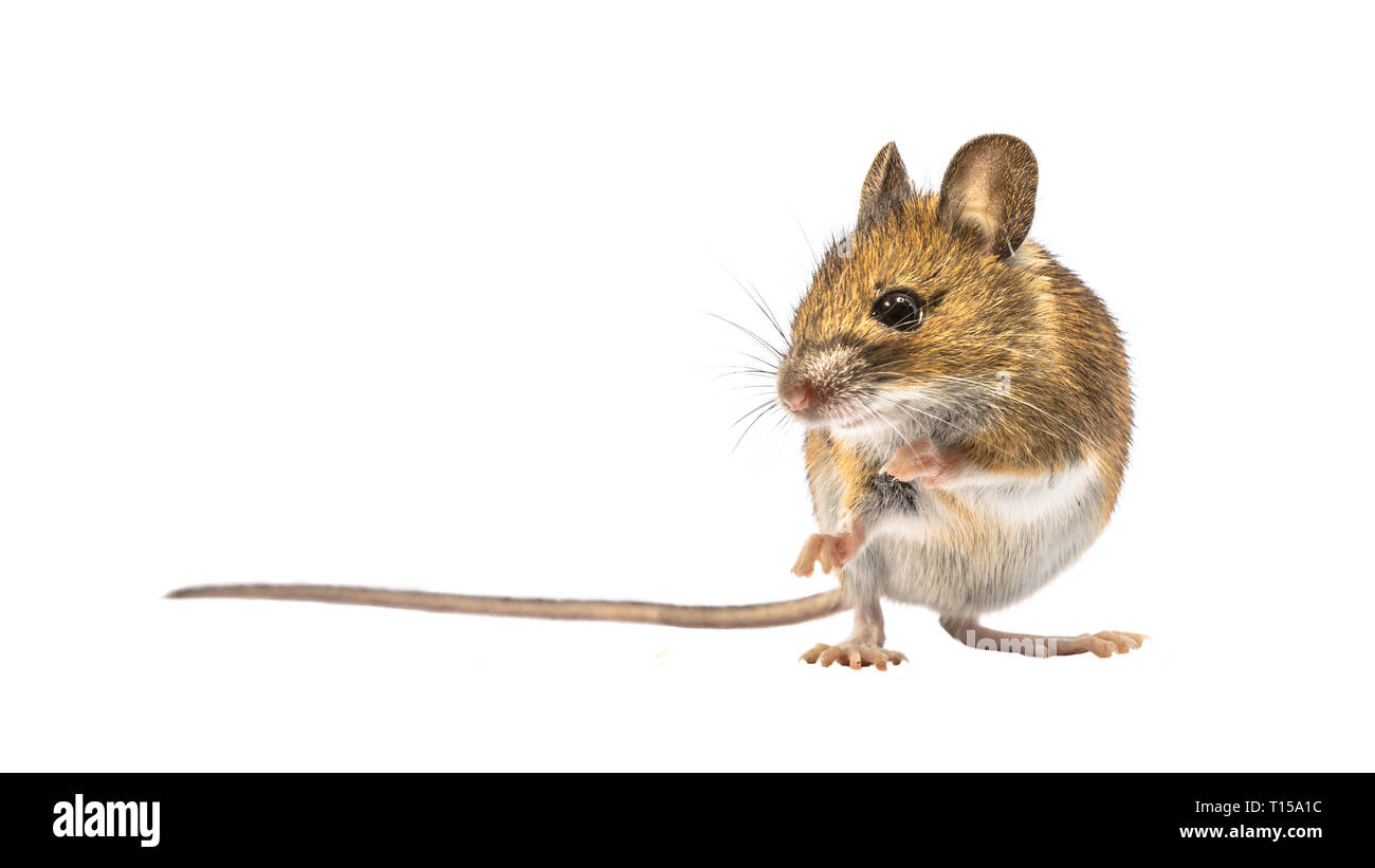 Field mouse face Cut Out Stock Images & Pictures - Alamy