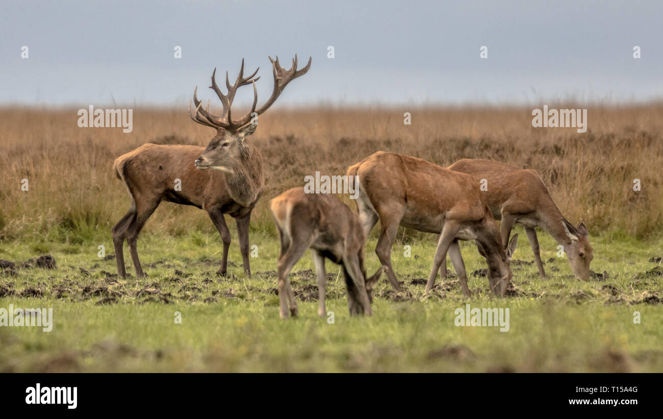 Red deer male (Cervus elaphus) guarding group of female hind animals ...