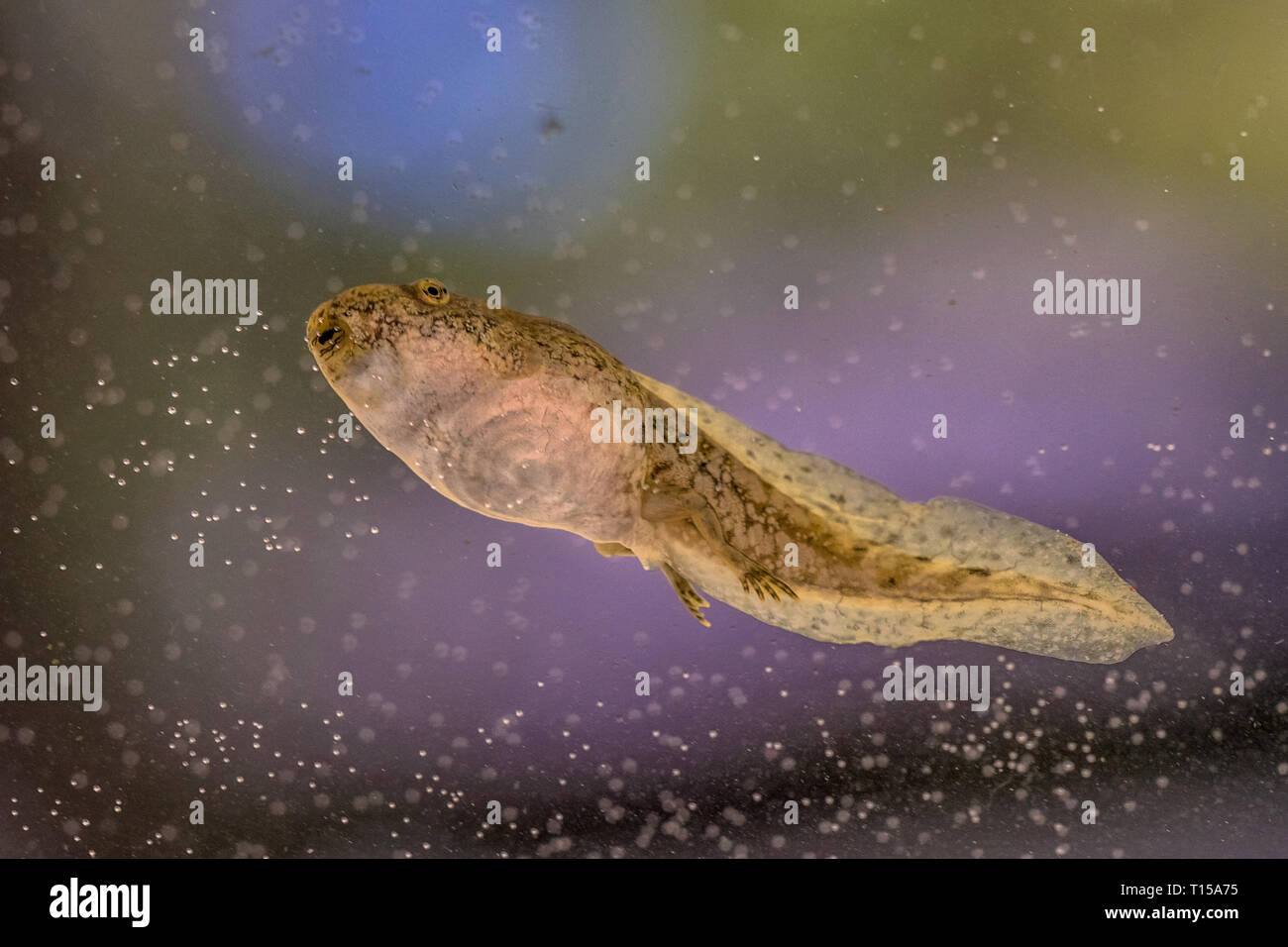 Tadpole hi-res stock photography and images - Alamy
