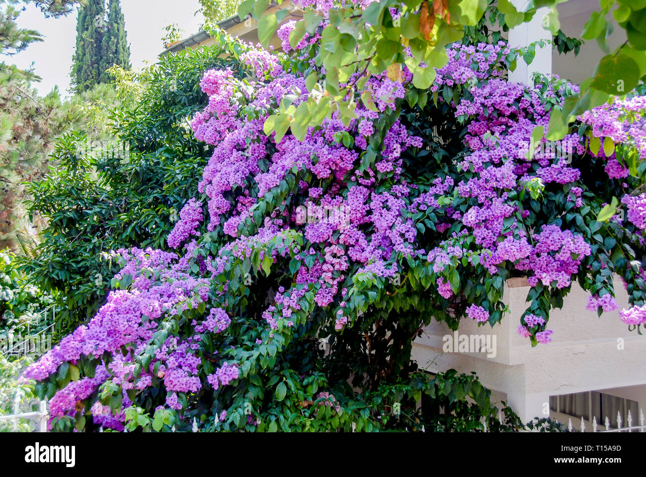Istanbul, Turkey, 3 August 2012: Flowers at Buyukada, Princes Islands ...