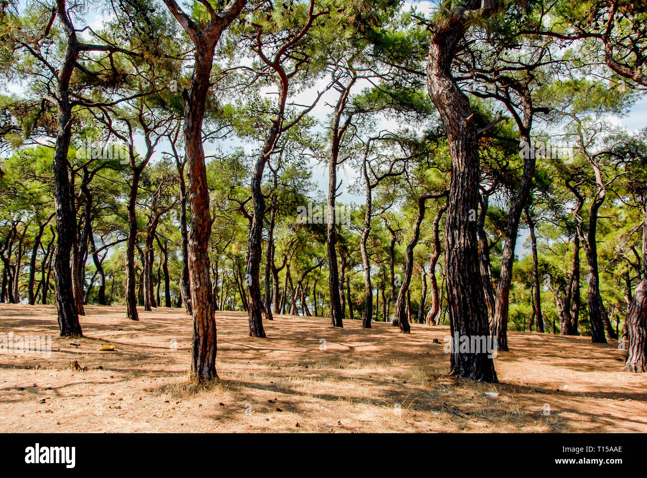Istanbul, Turkey, 3 August 2012: Forest of Buyukada, Princes Islands ...