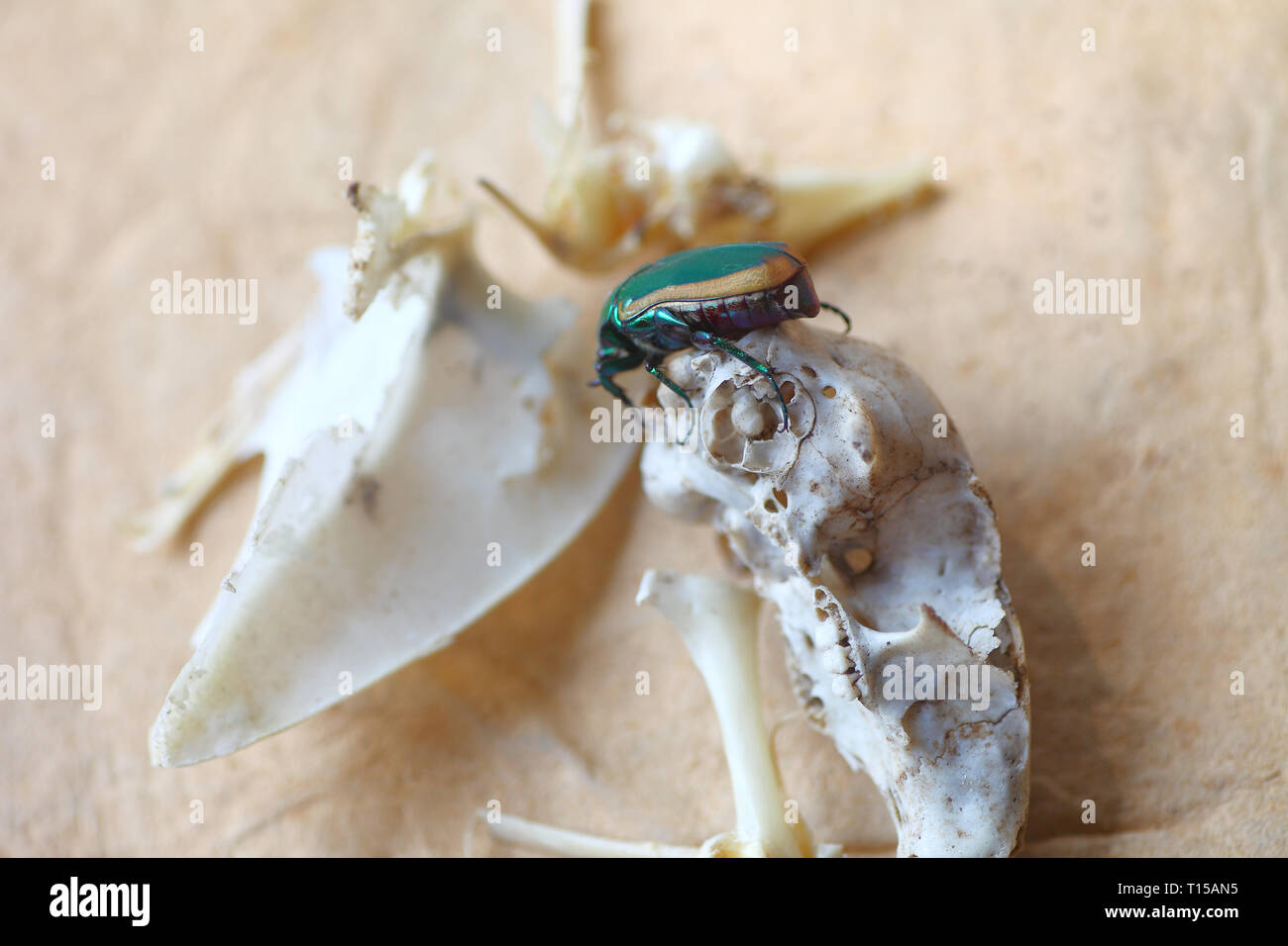 A large insect atop bones on a vintage sheet of paper Stock Photo - Alamy