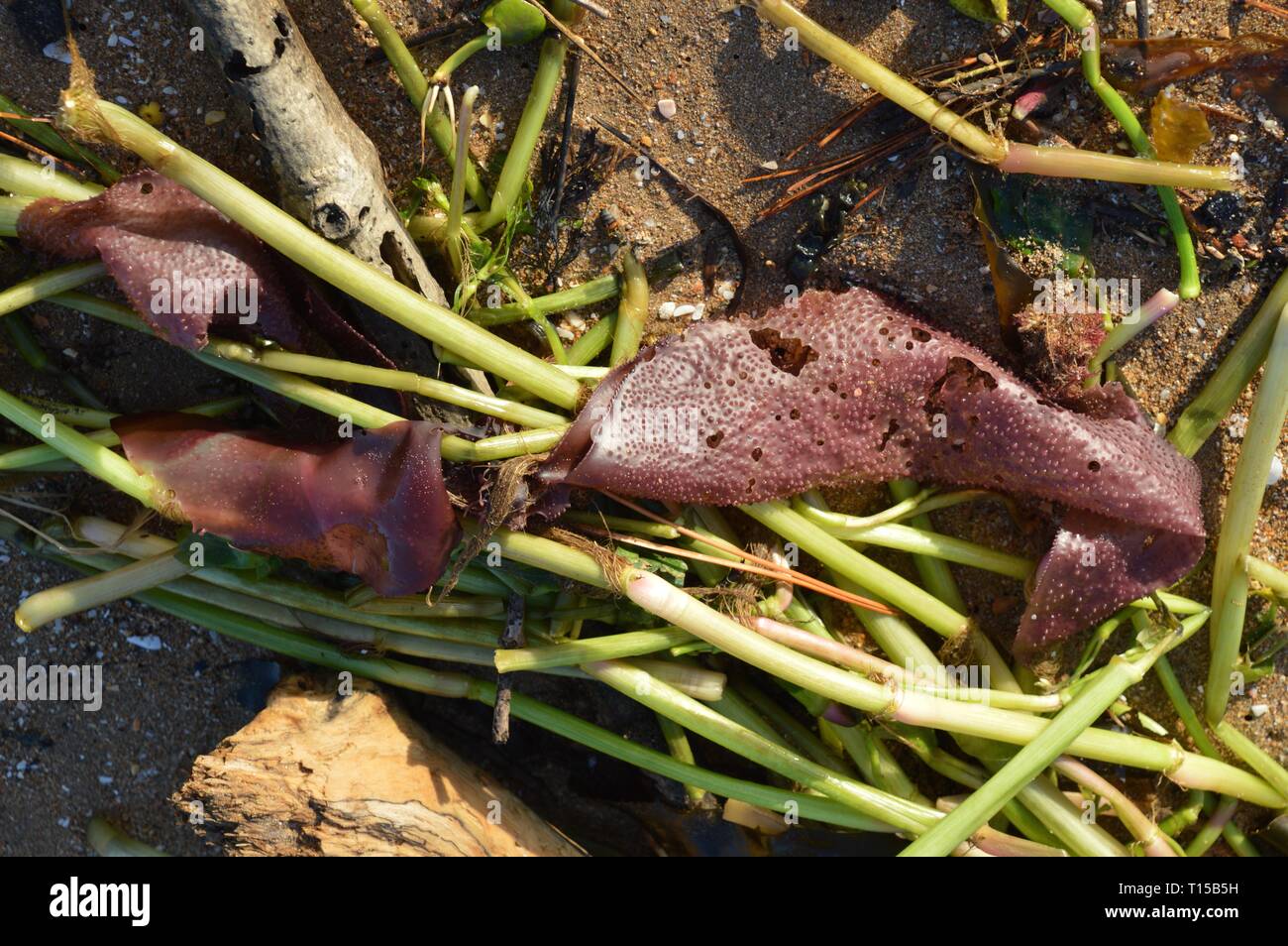 delicious seaweed formation on the sand in New Zealand, North Island ...