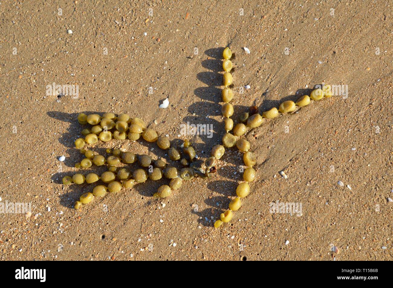 pretty seaweed formations laying on the sand Stock Photo - Alamy