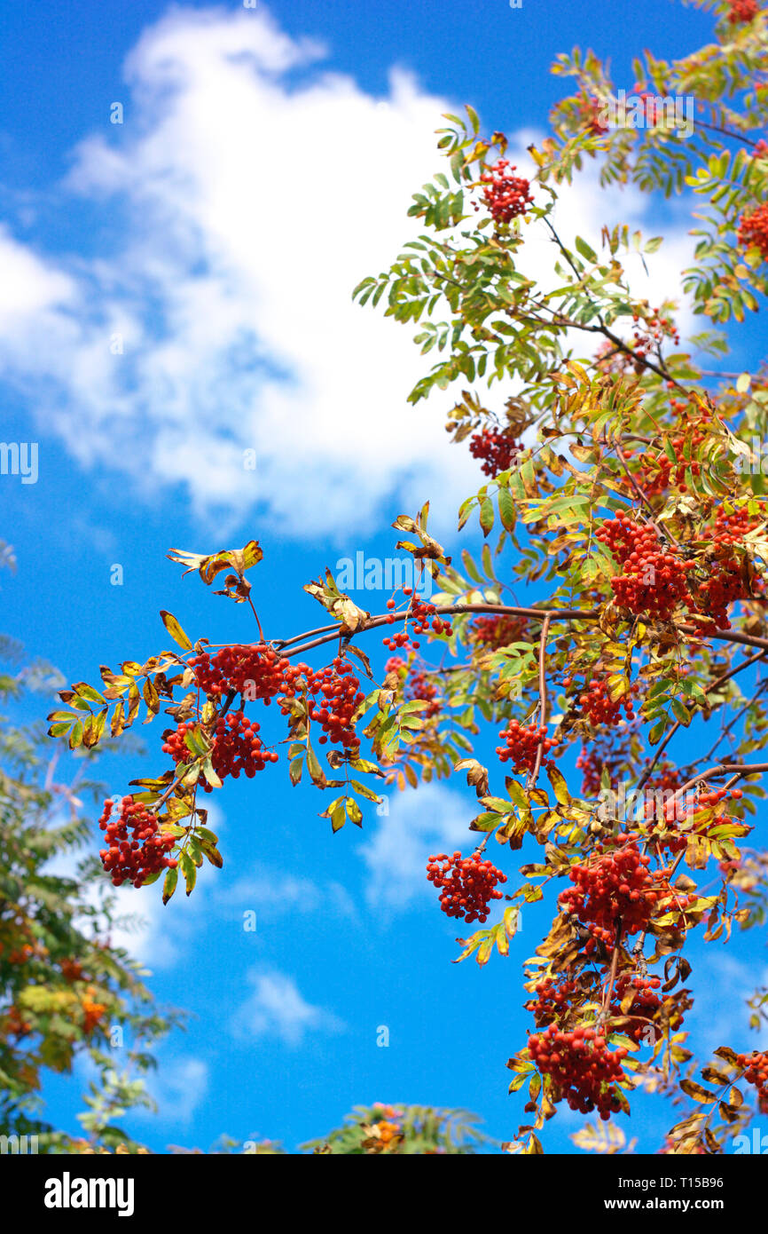 ashberry at dry sunny day Stock Photo - Alamy