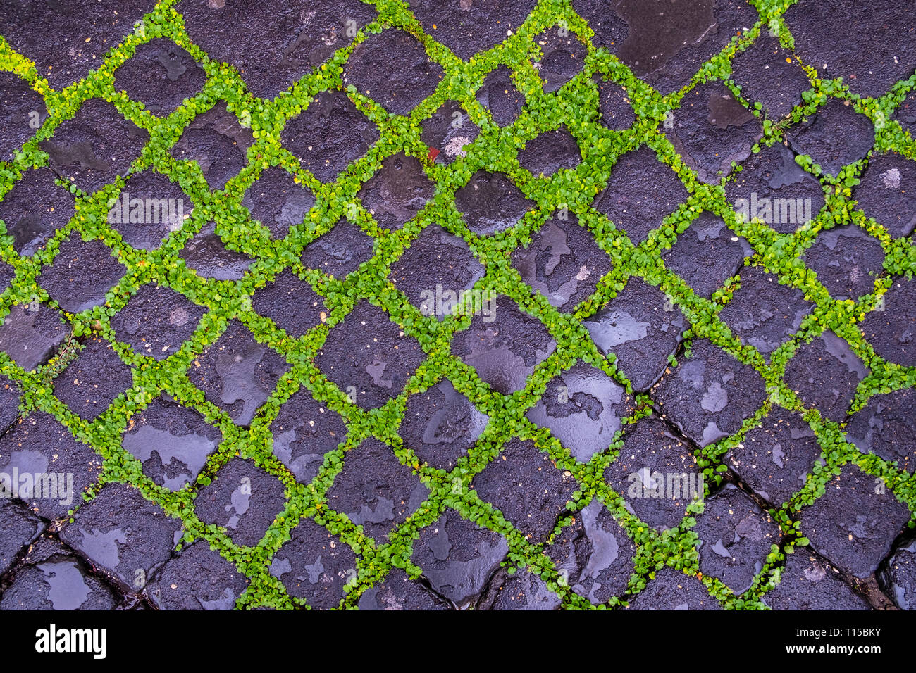 Italy, Rome, cobblestone pavement, overgrown Stock Photo - Alamy