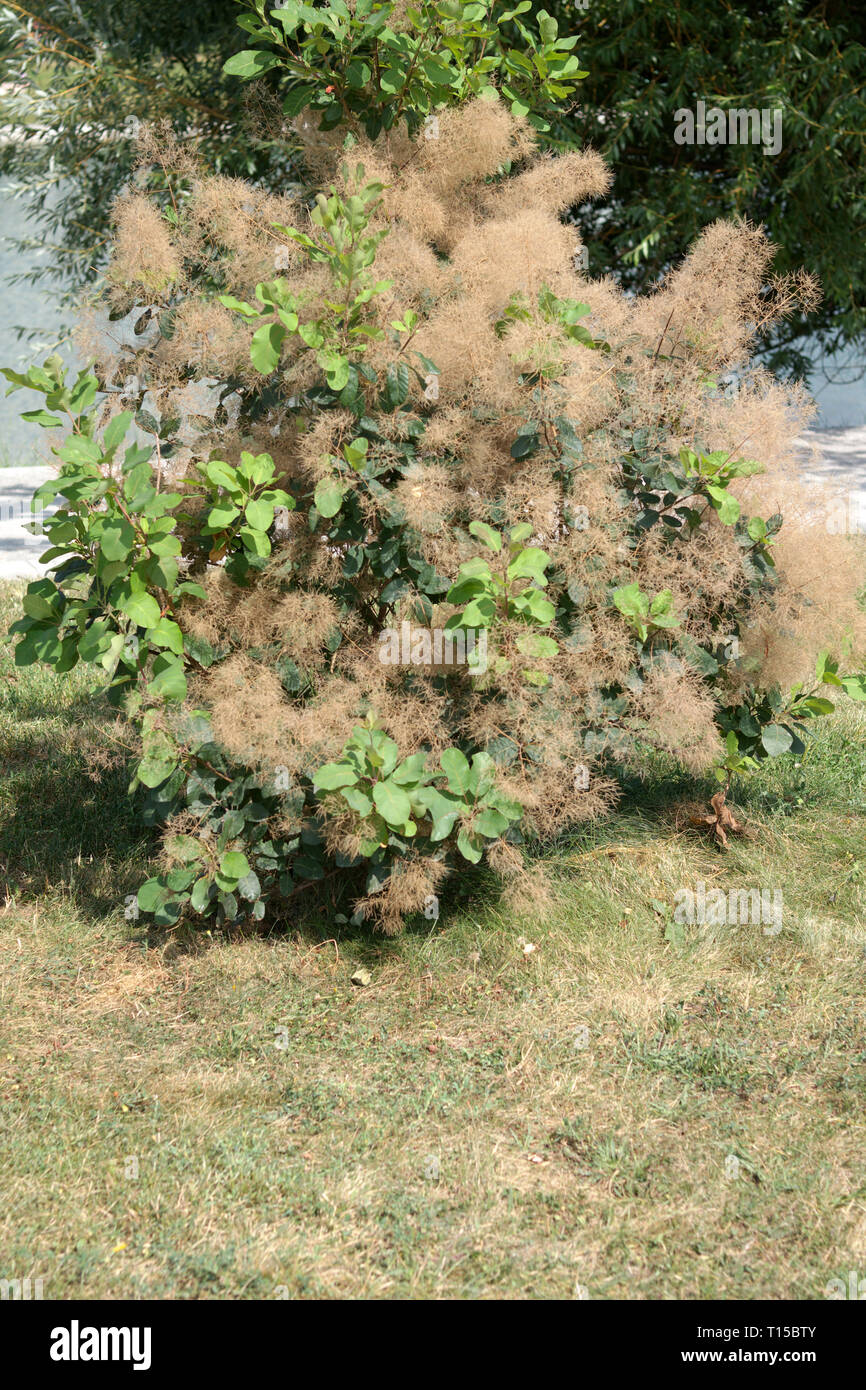 fluffy tree at dry sunny day Stock Photo - Alamy