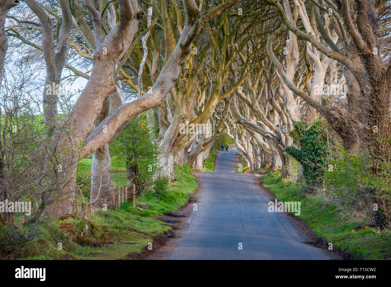Beech tree avenue hi-res stock photography and images - Alamy