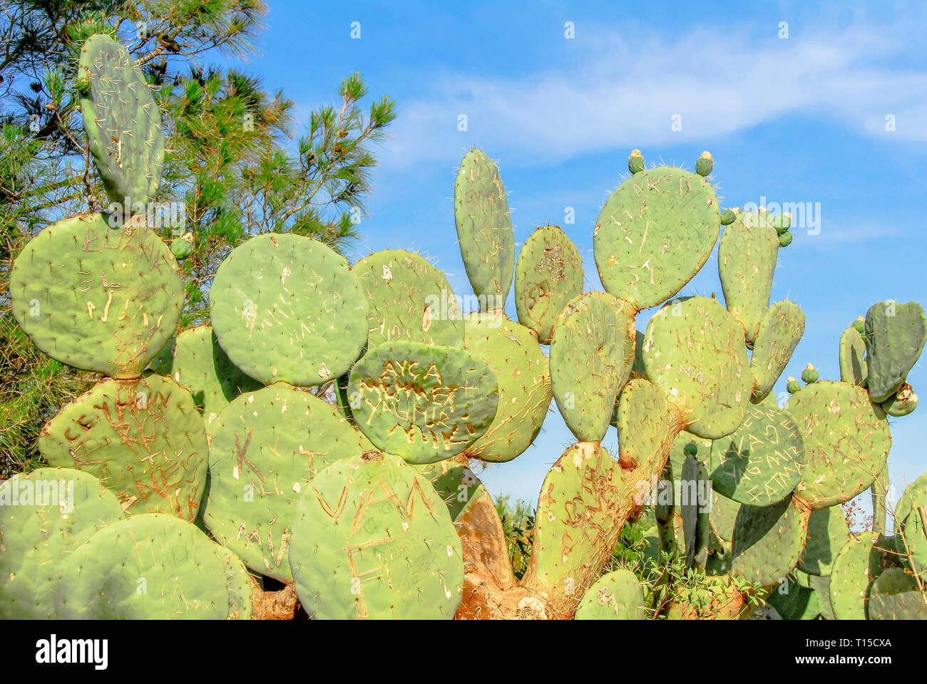 Bodrum, Turkey, 25 May 2010: Cactus Stock Photo - Alamy