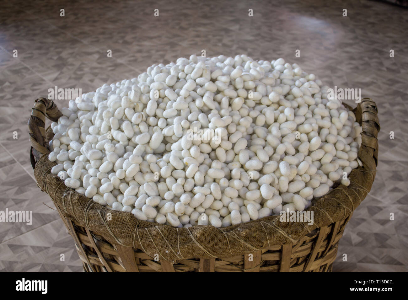 Silk cocoon cocoons hi-res stock photography and images - Alamy
