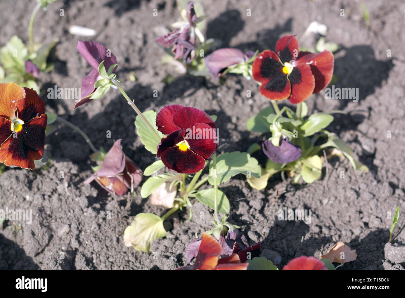 Red Viola at Spring Stock Photo - Alamy