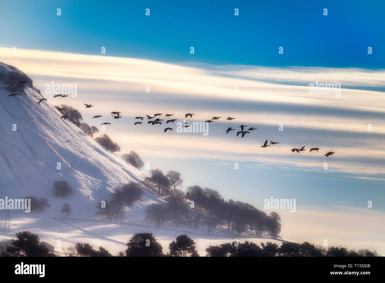 Uk, Scotland, Fife, Loch Leven, Geese (Anatidae), snow, winter Stock ...