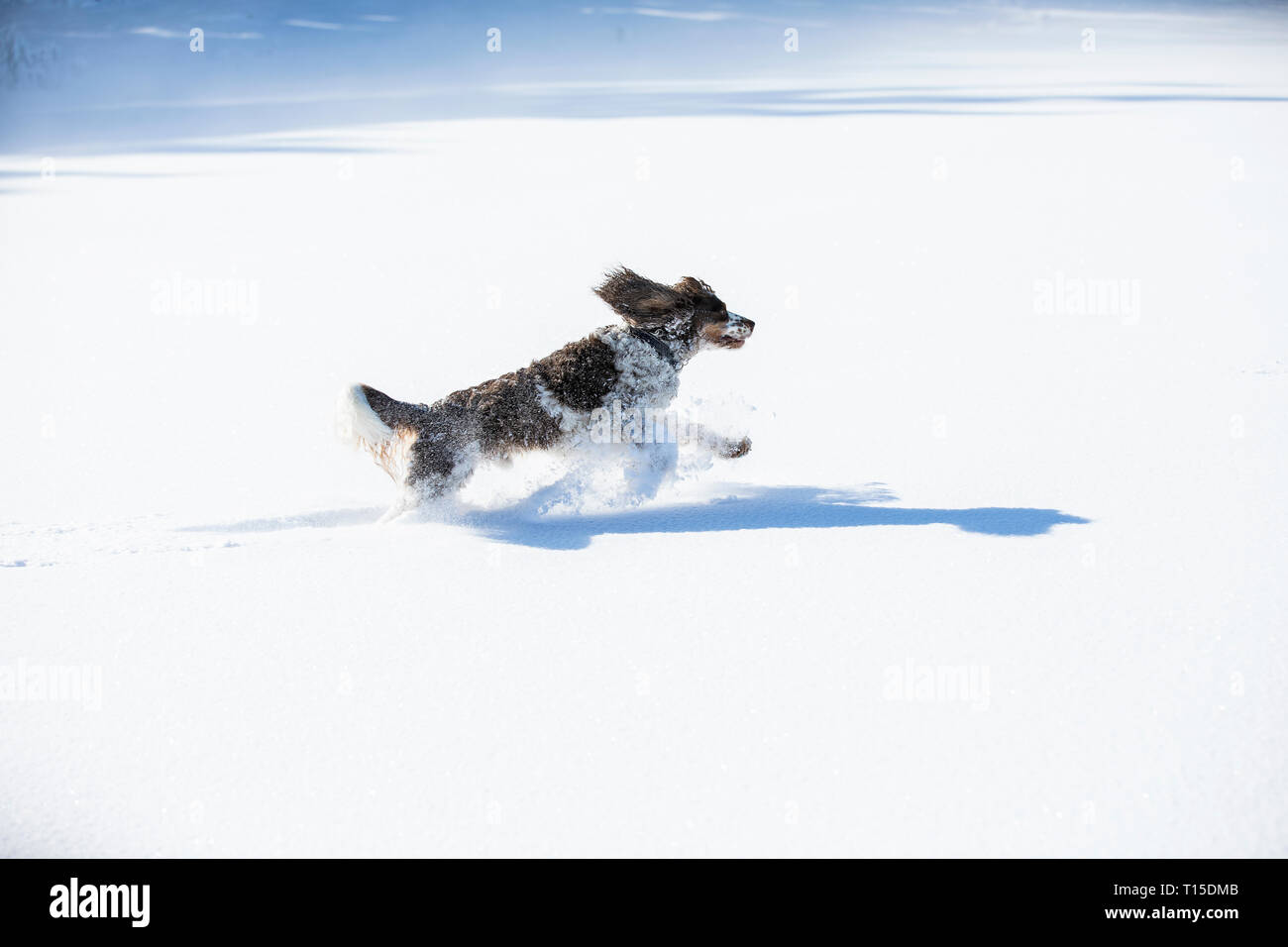 English springer spaniel running hi-res stock photography and images ...