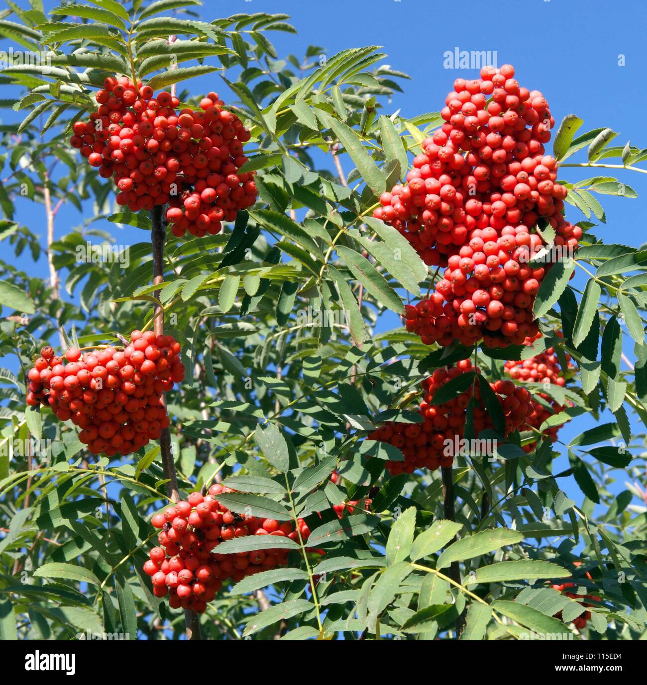 ashberry at dry sunny day Stock Photo - Alamy