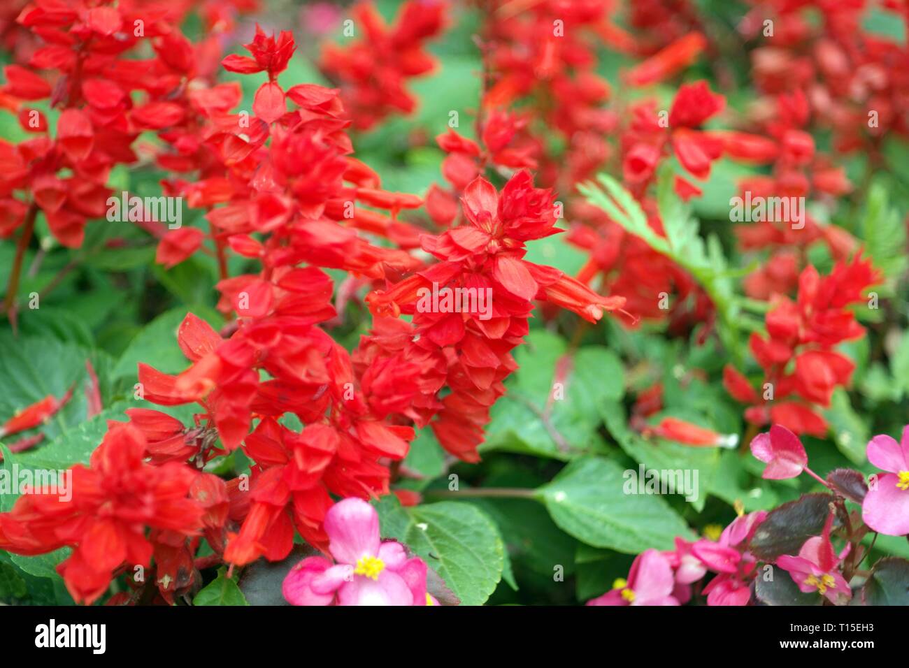 red little flowers Stock Photo - Alamy