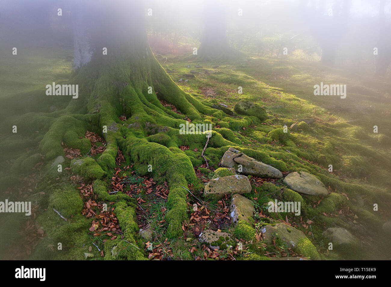 Enchated beech forest hi-res stock photography and images - Alamy