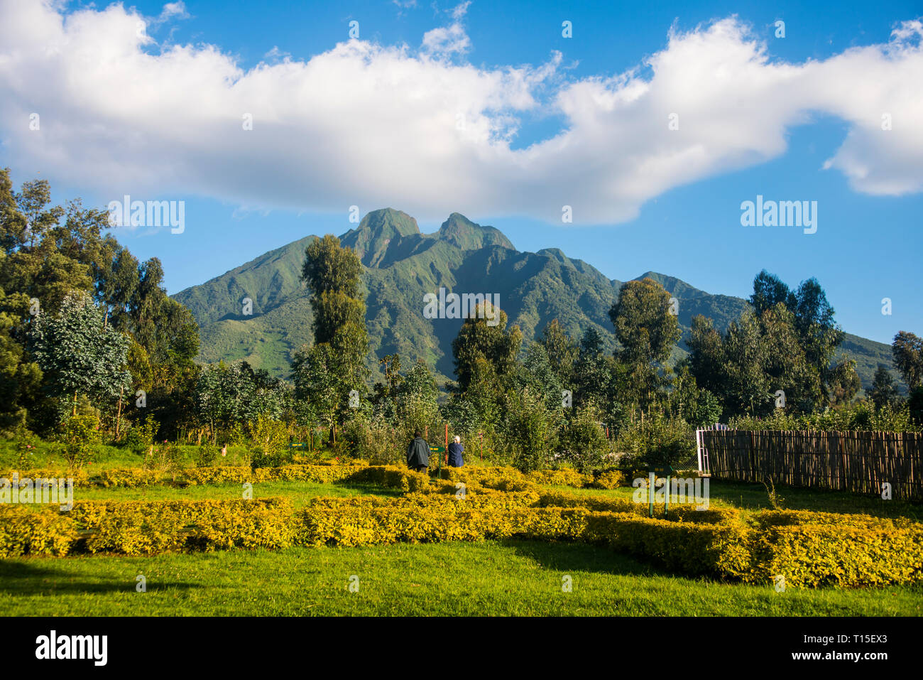Rwanda, Virunga National Park, view to vulcano Stock Photo - Alamy