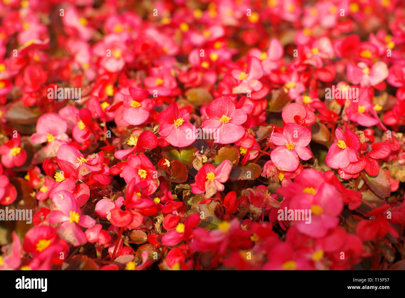 red little flowers Stock Photo - Alamy
