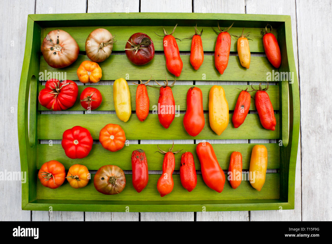 Wooden tray with various tomatoes, stage of ripeness, overripe ...