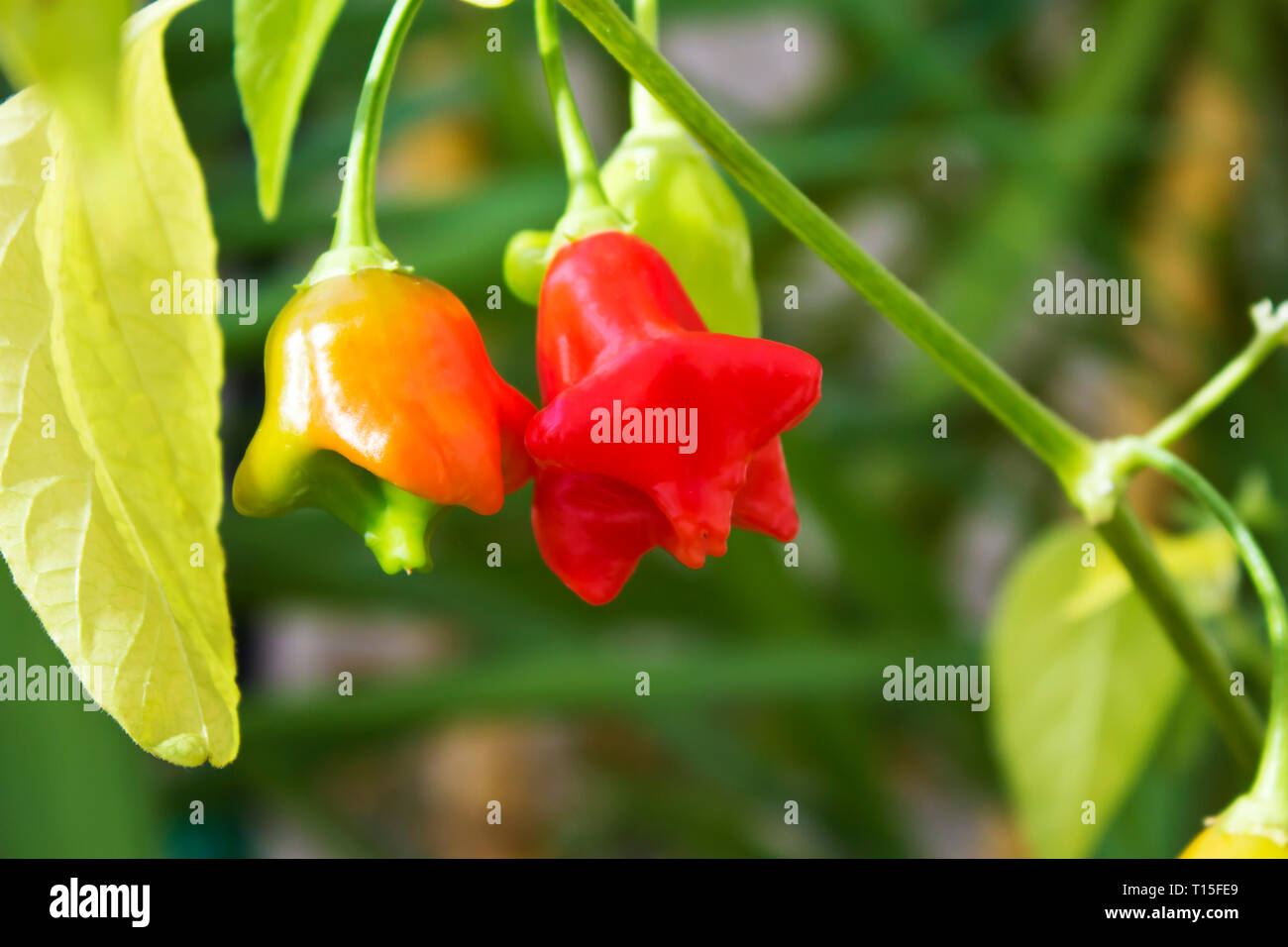 Chili bell pepper 'Bishop's crown' Stock Photo - Alamy