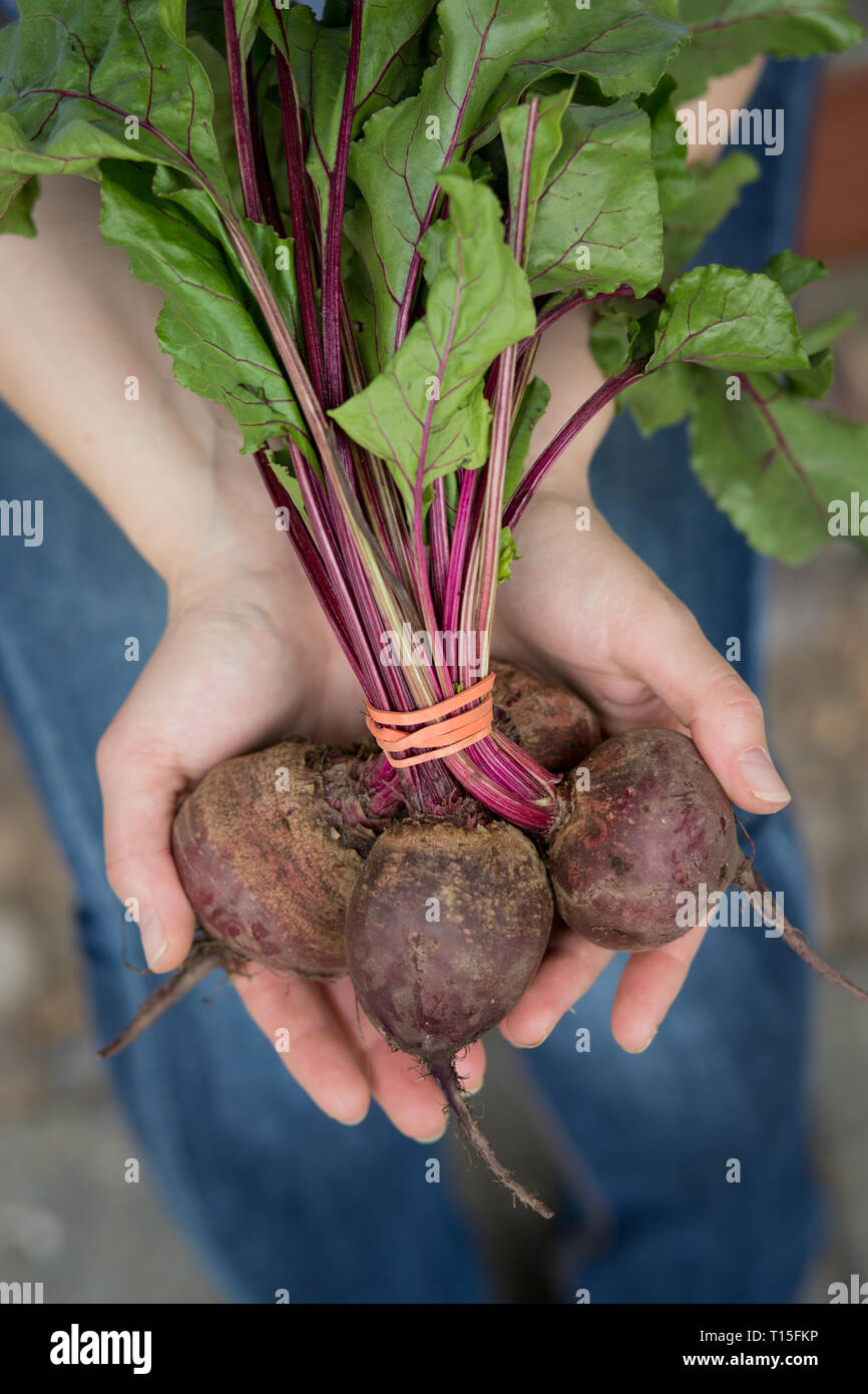 Hands holding bunch of beetroot Stock Photo - Alamy
