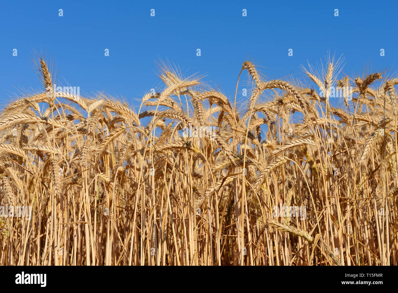 Blue clear summer sky hi-res stock photography and images - Alamy