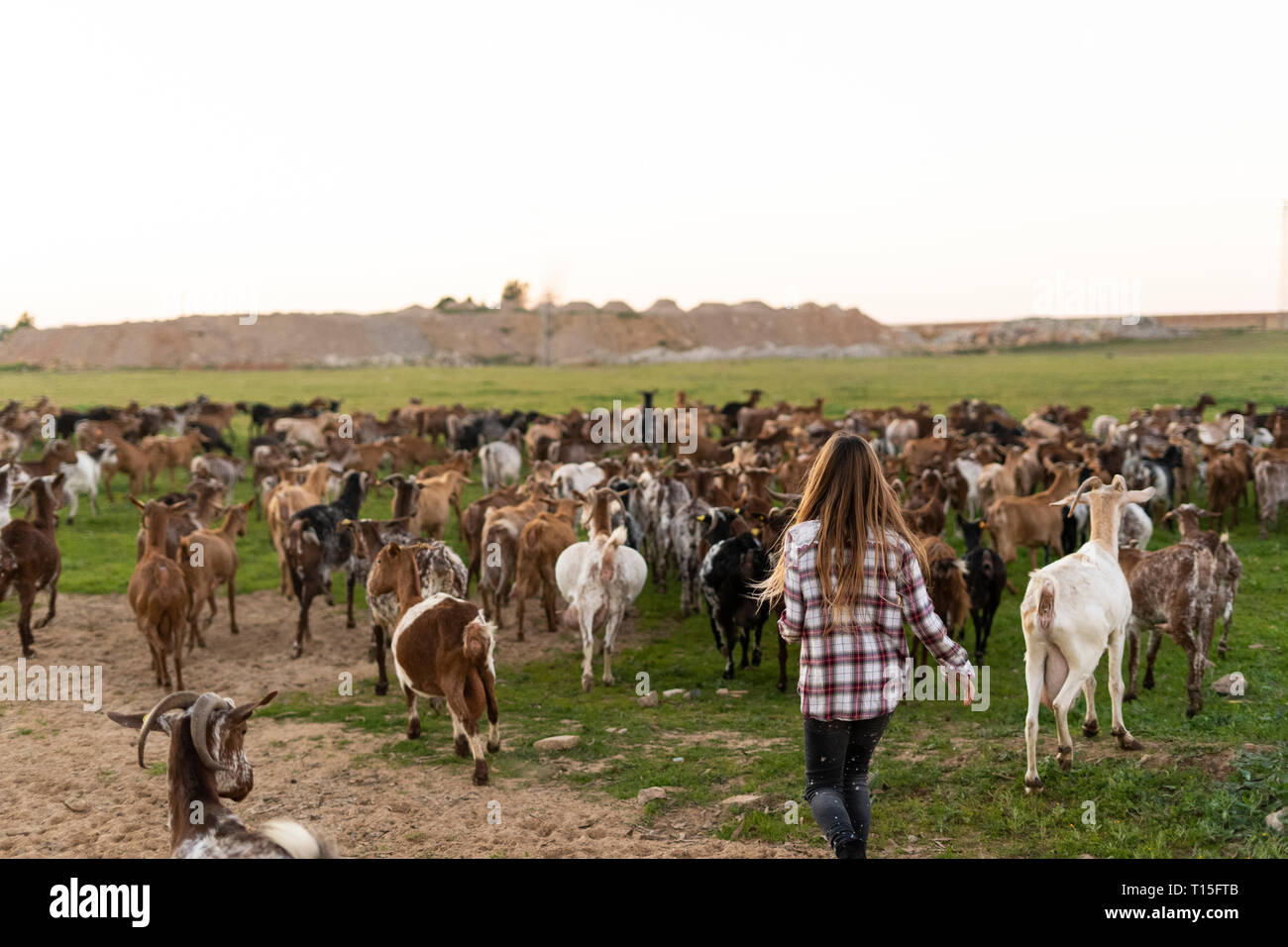 Back view of girl herding a goat herd Stock Photo - Alamy