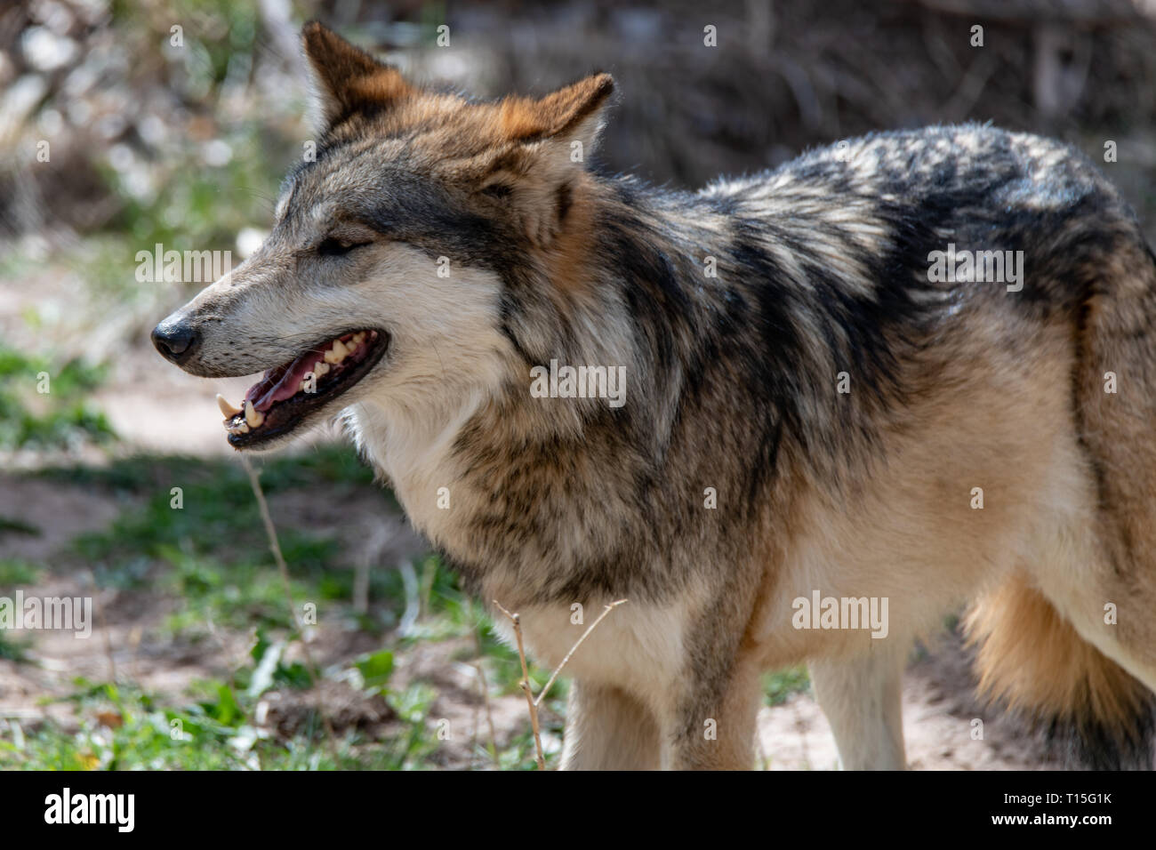 Rarest wolf hi-res stock photography and images - Alamy
