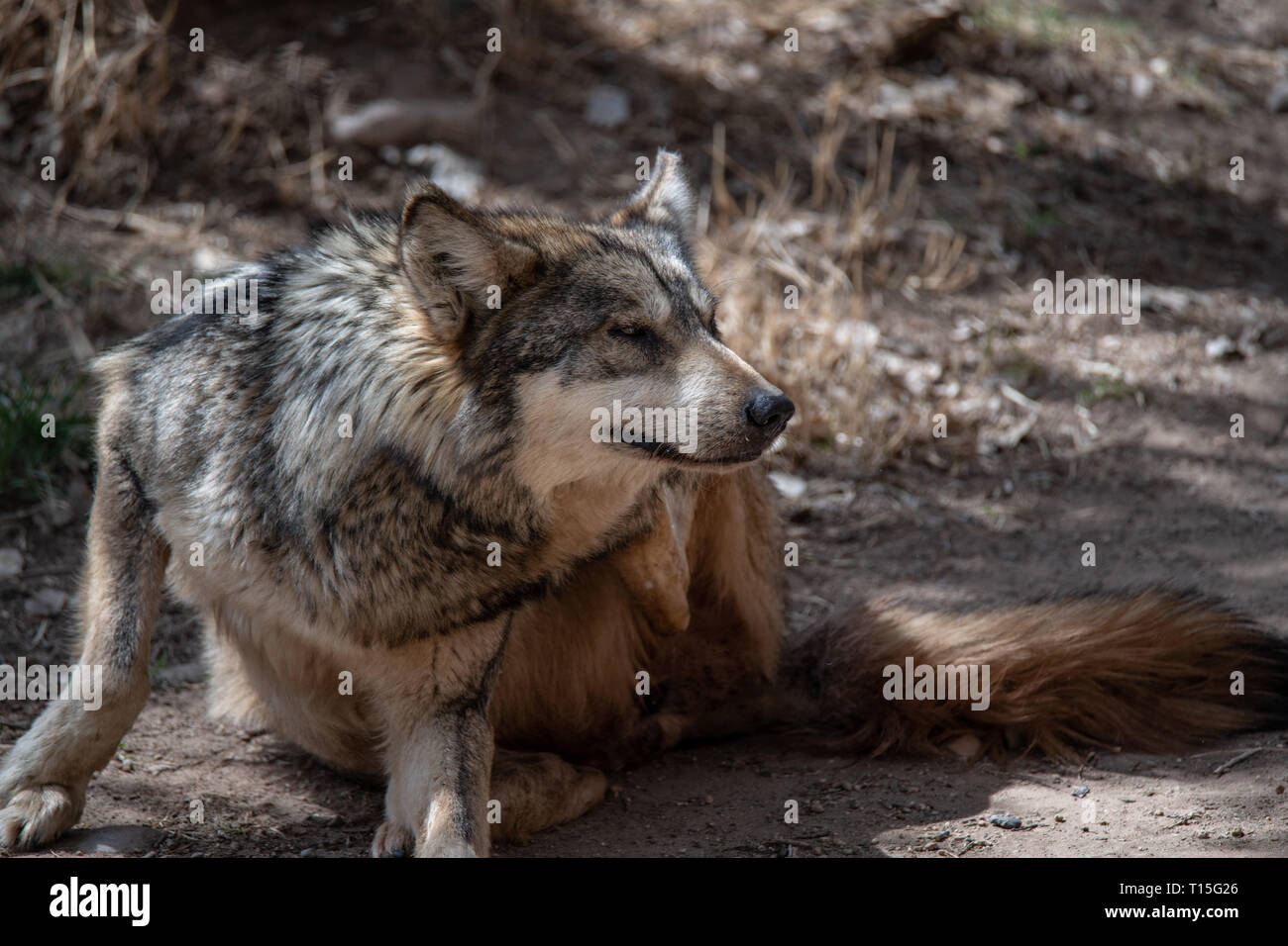 Mexican wolf (Canis lupus baileyi) at Albuquerque Zoo is classified as ...