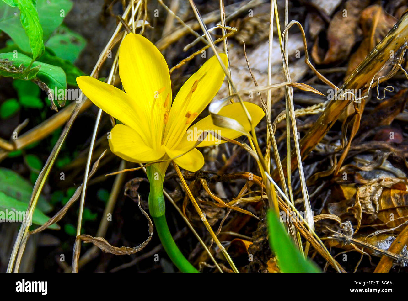 Bodrum, Turkey, 25 October 2010: Crocus Flower at Village of Dagbelen ...
