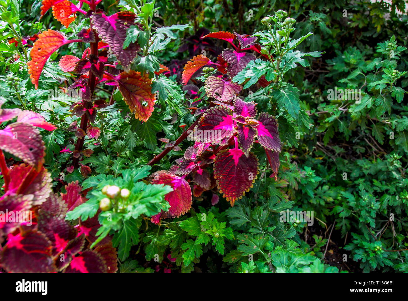 Perilla sunset hi-res stock photography and images - Alamy
