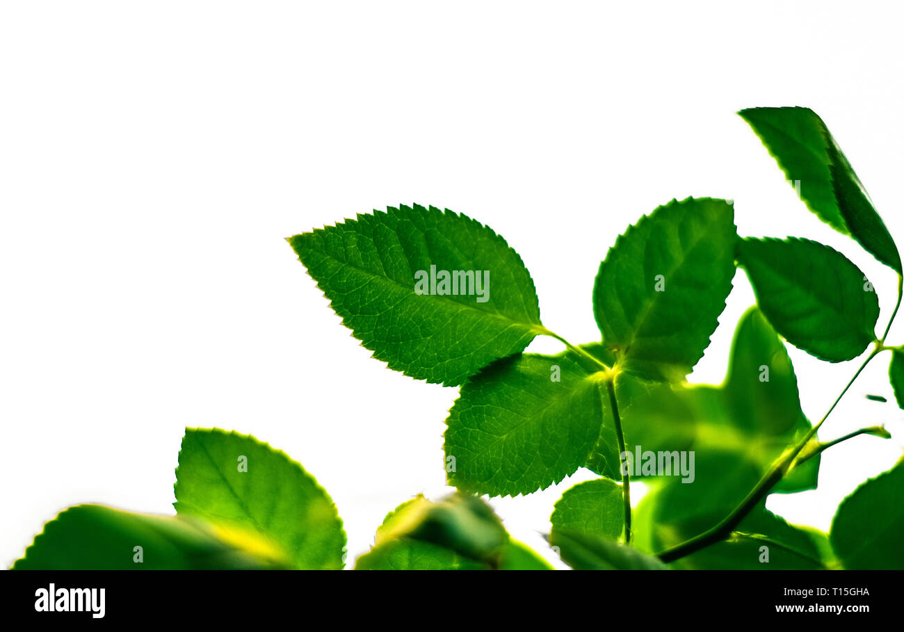 Fresh green leaves in spring - saving nature, healthy environment and ...