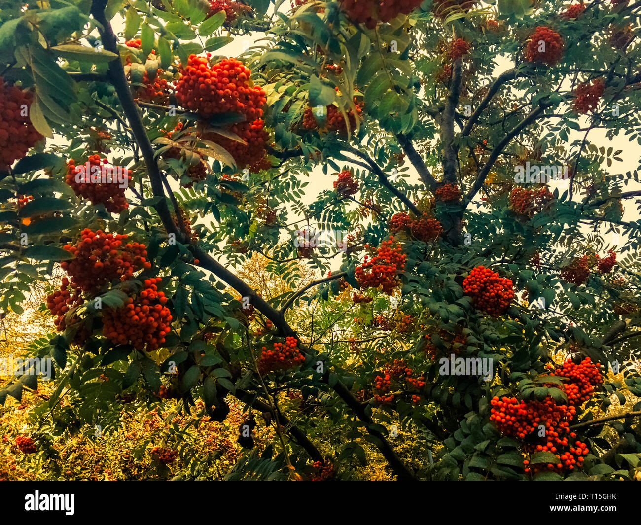 Fall season, weather and environment concept - Autumn leaves and trees ...