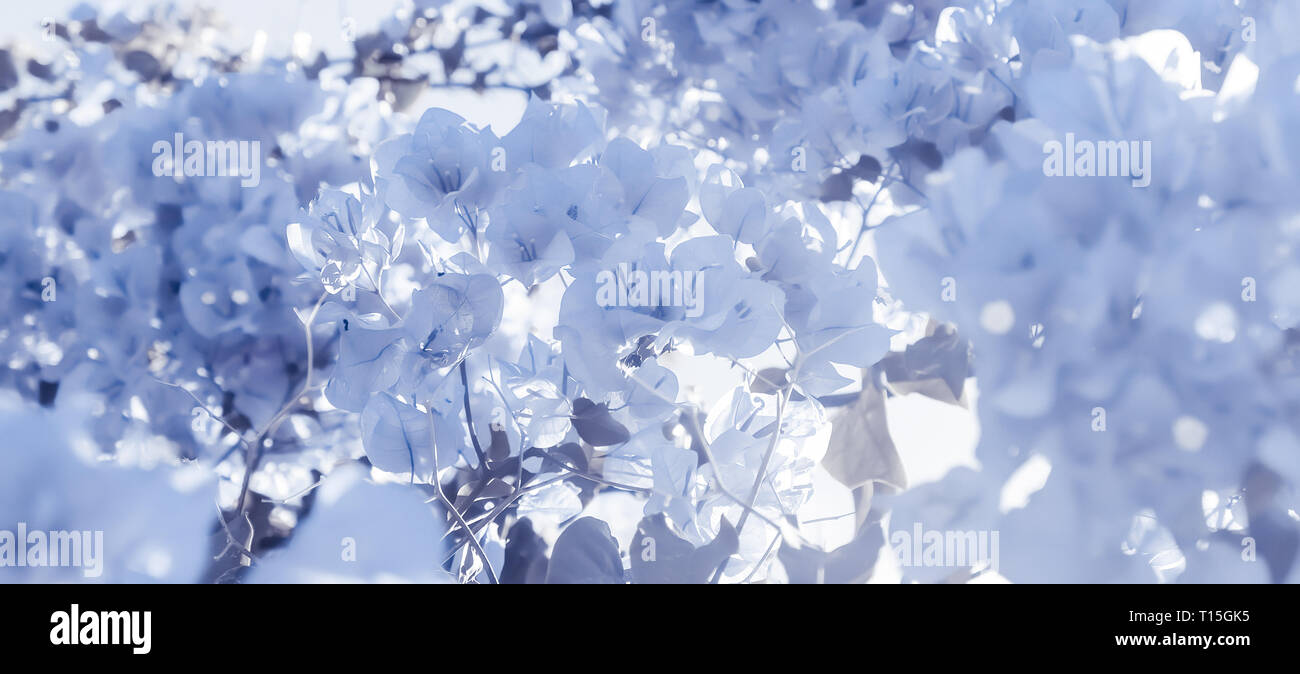 Flower background, spring nature and botanical beauty concept - Blue ...