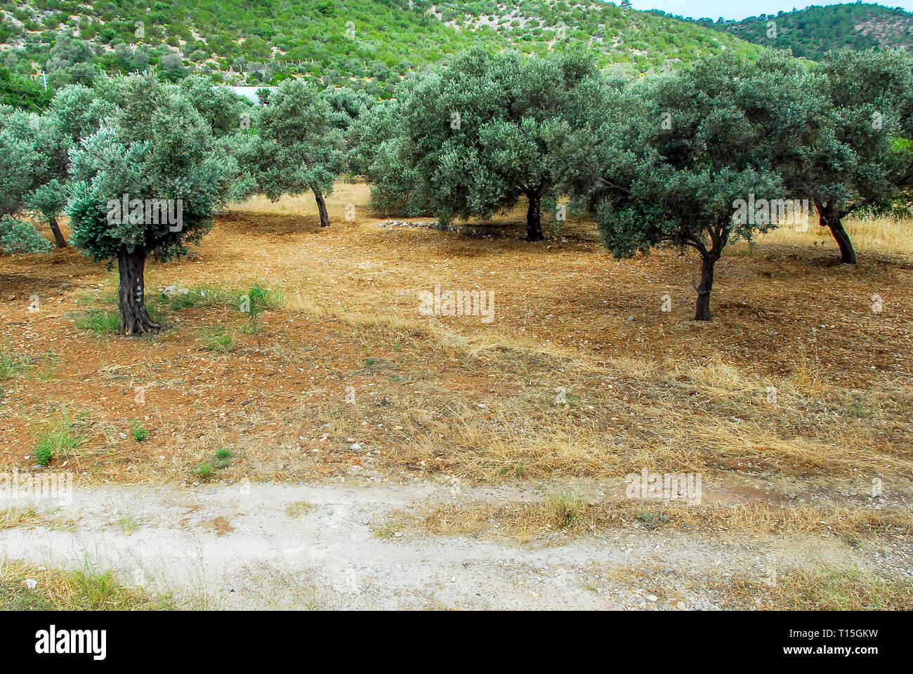 Turkey olive trees hi-res stock photography and images - Alamy