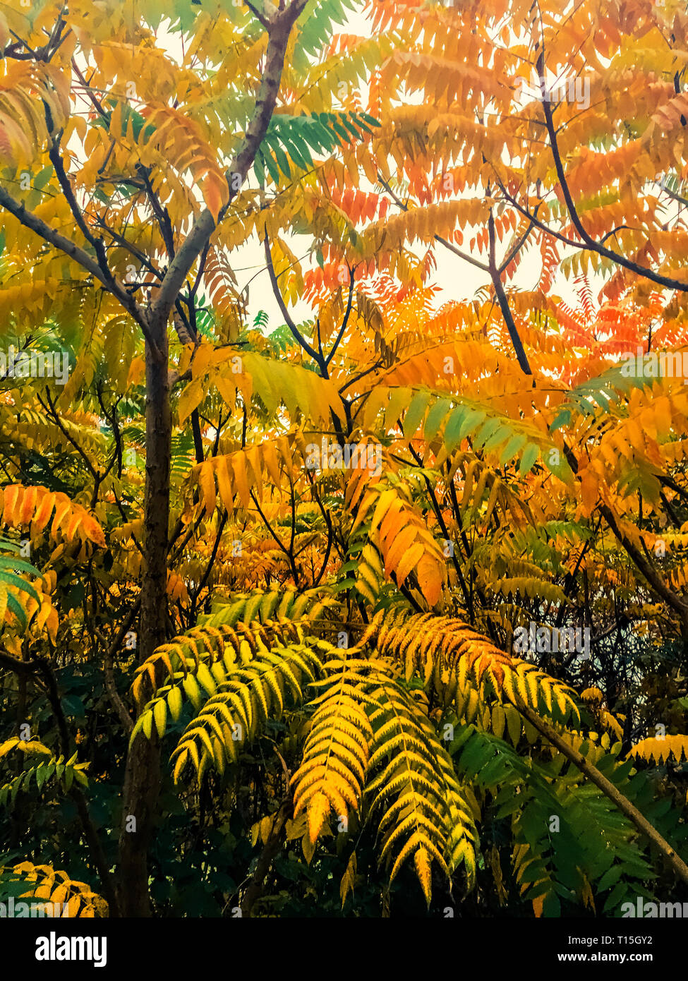 Fall season, weather and environment concept - Autumn leaves and trees ...
