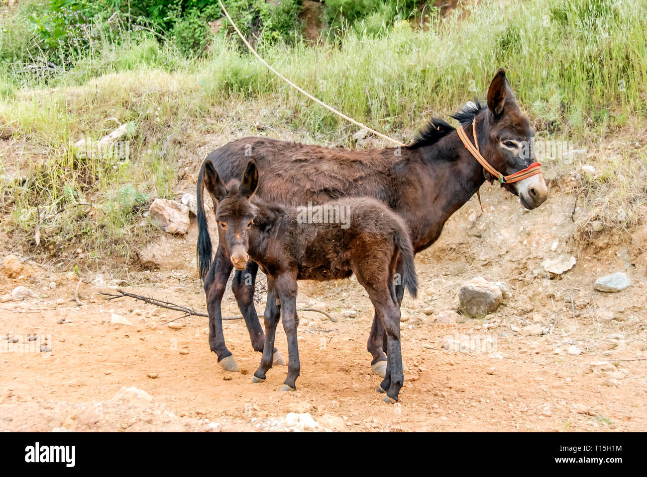 Mugla, Turkey, 13 May 2012: Donkeys at Yerkesik Stock Photo - Alamy