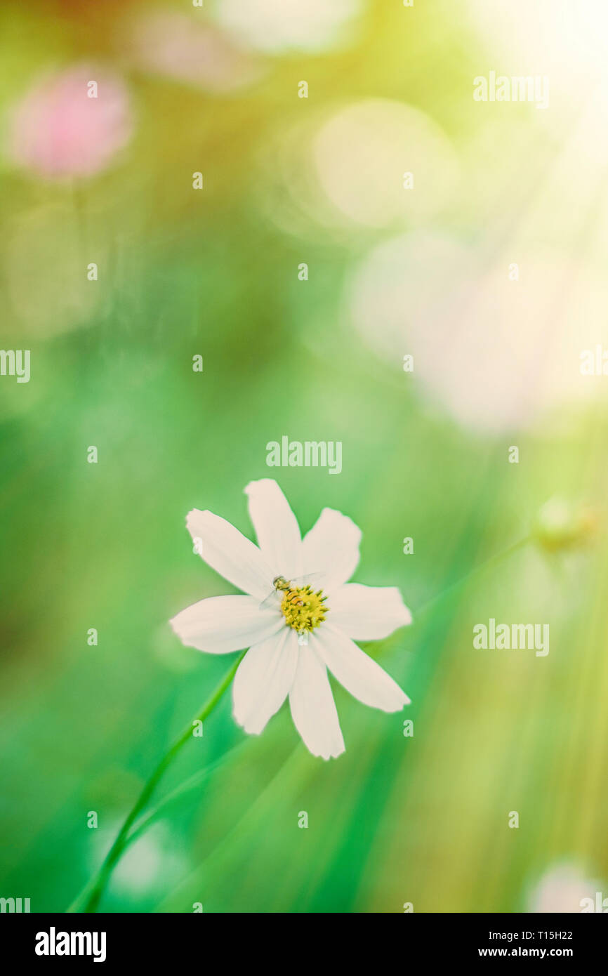 Daisy flowers in sunlight - springtime, beauty in nature and gardening ...